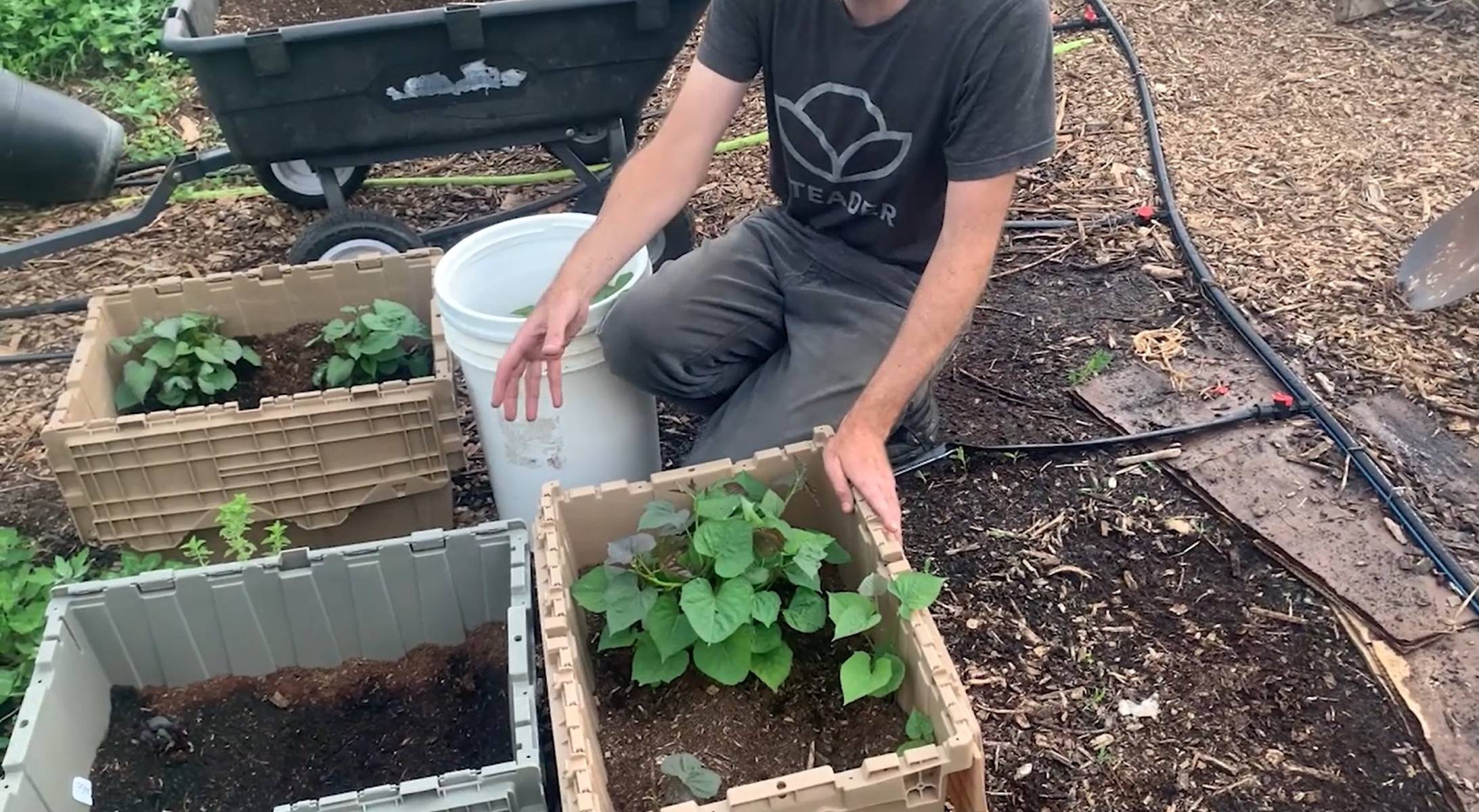 Root Crop Container Growing Done Right – Videos – Mother Earth News